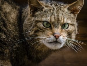 The Wildcat in Scotland - Aigas Field Centre