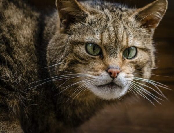 The Wildcat in Scotland - Aigas Field Centre