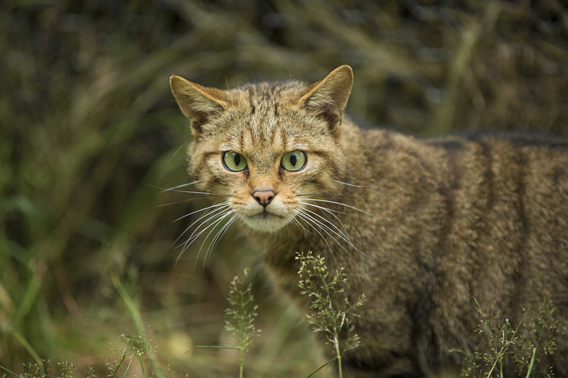 Wildcat © John Paul - Aigas Field Centre