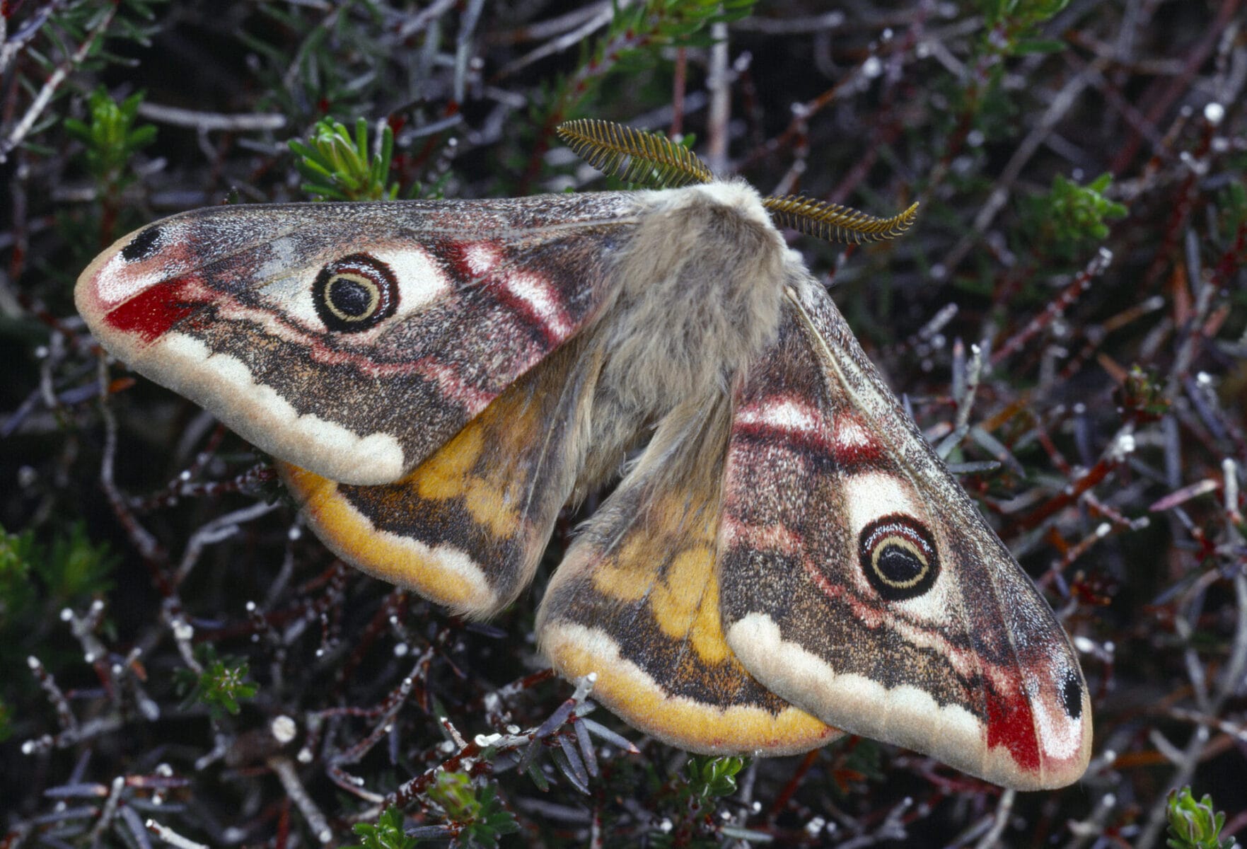 Emperor moth - L.Campbell - Aigas Field Centre