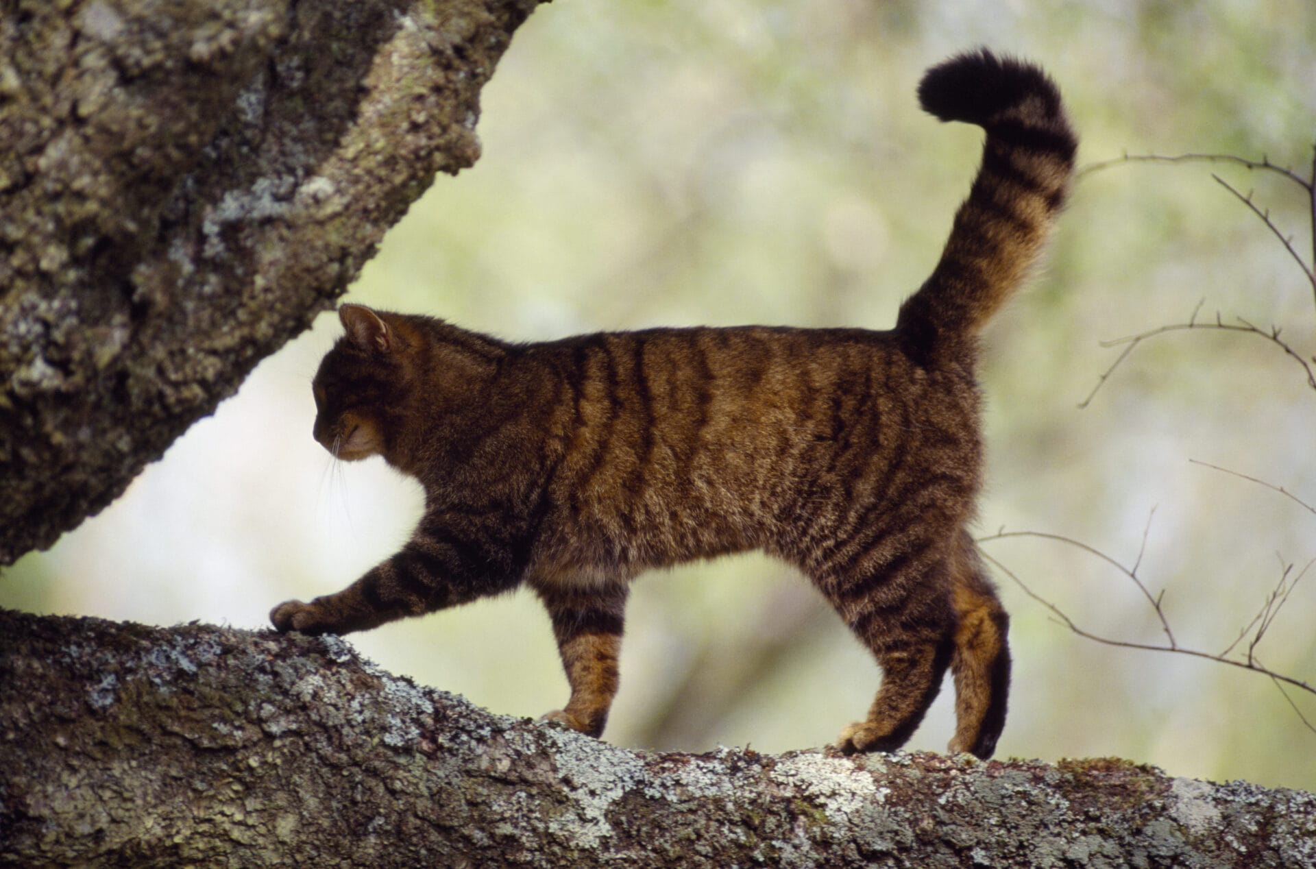 The Wildcat in Scotland - Aigas Field Centre