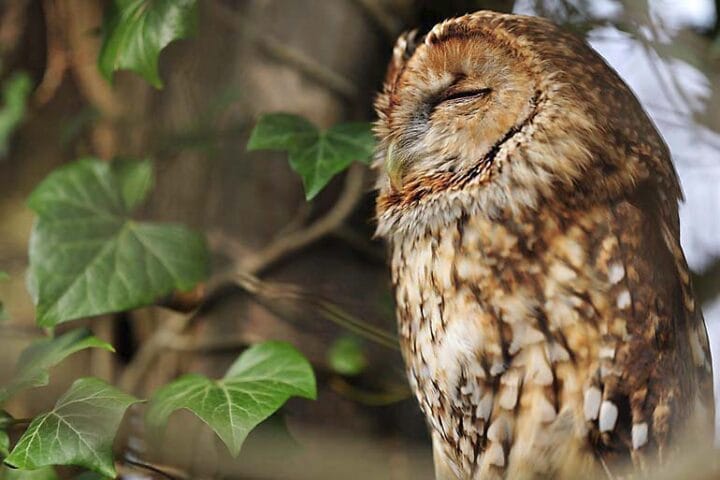Tawny owl @ Laurie Campbell - Aigas Field Centre