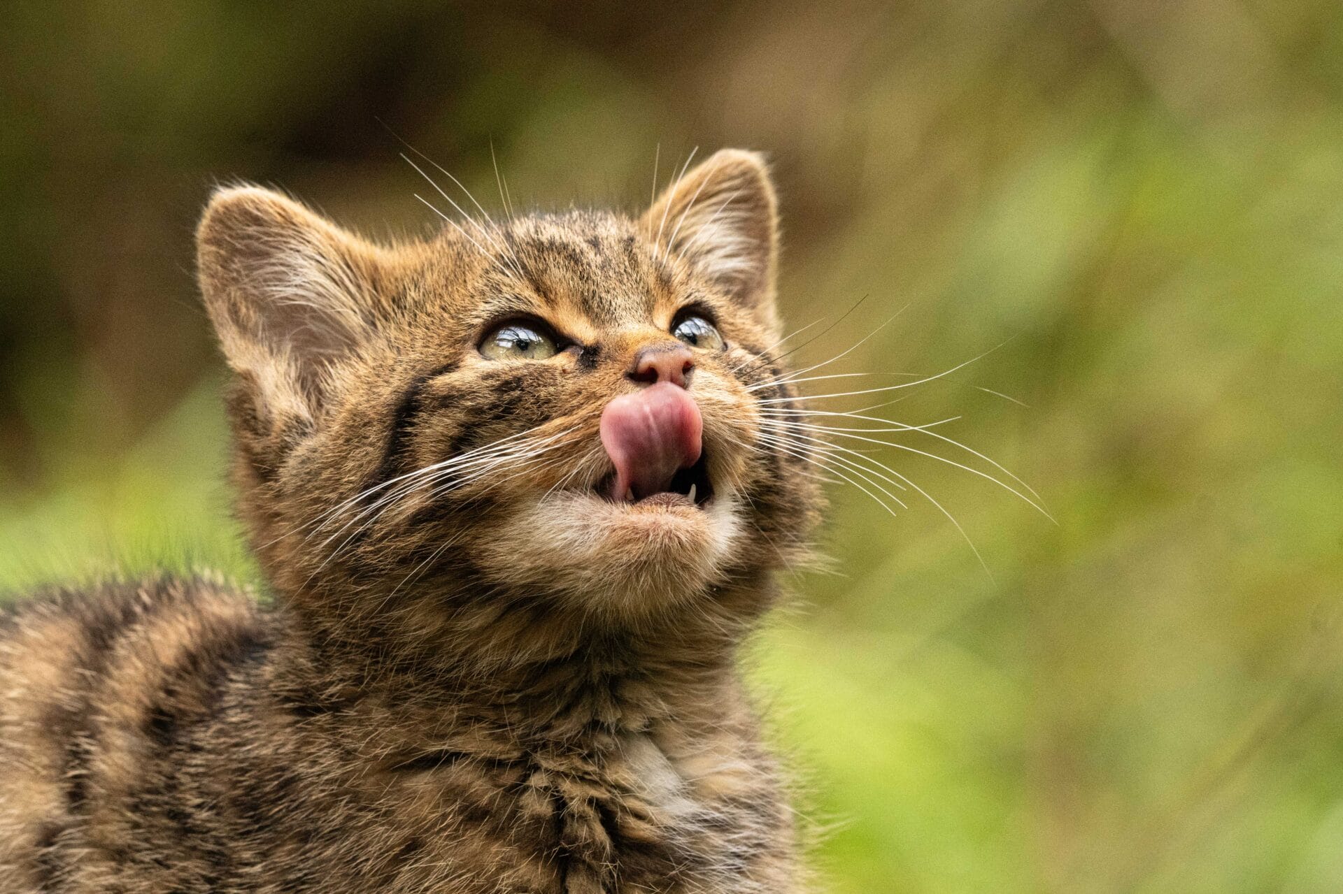 Wildcat (Kilda) - Jacob New - Aigas Field Centre