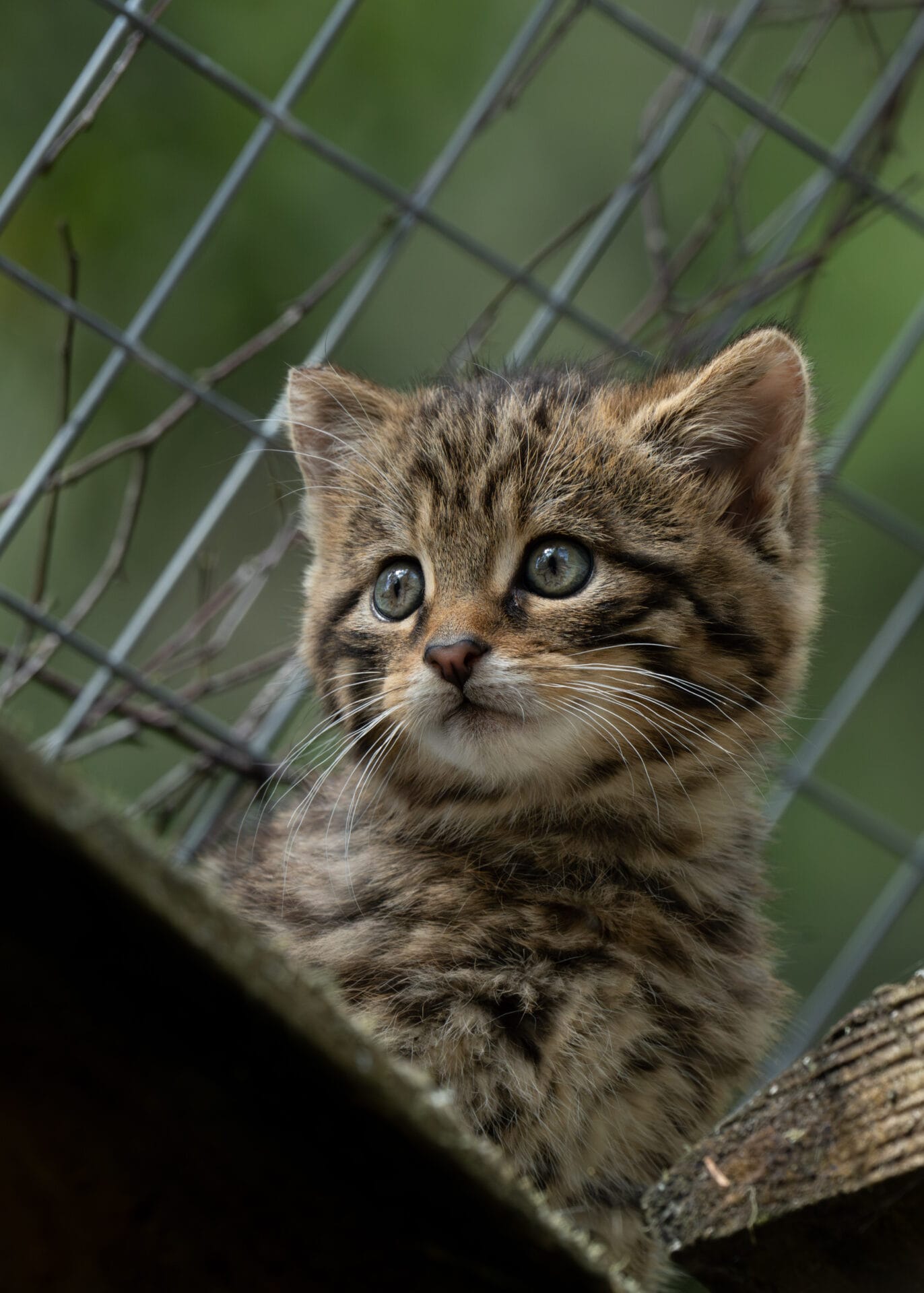 Wildcat (Rowan) - Jacob New - Aigas Field Centre