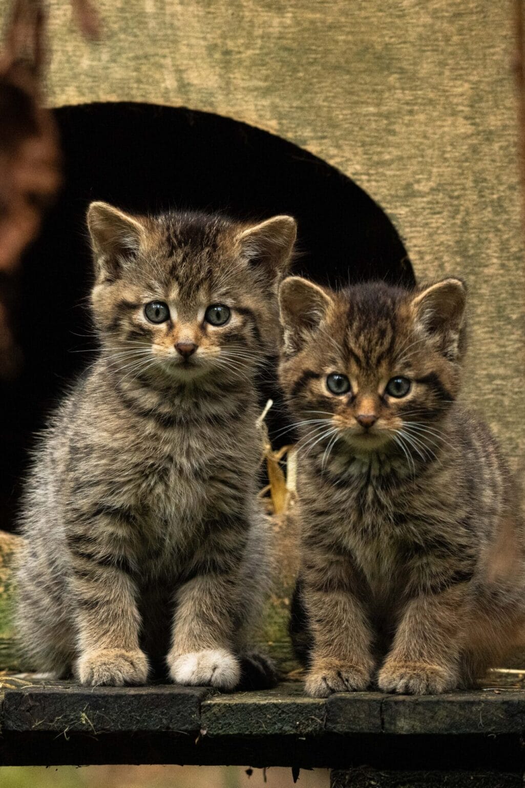Wildcats (Handa and Kilda) 1 - Jacob New - Aigas Field Centre