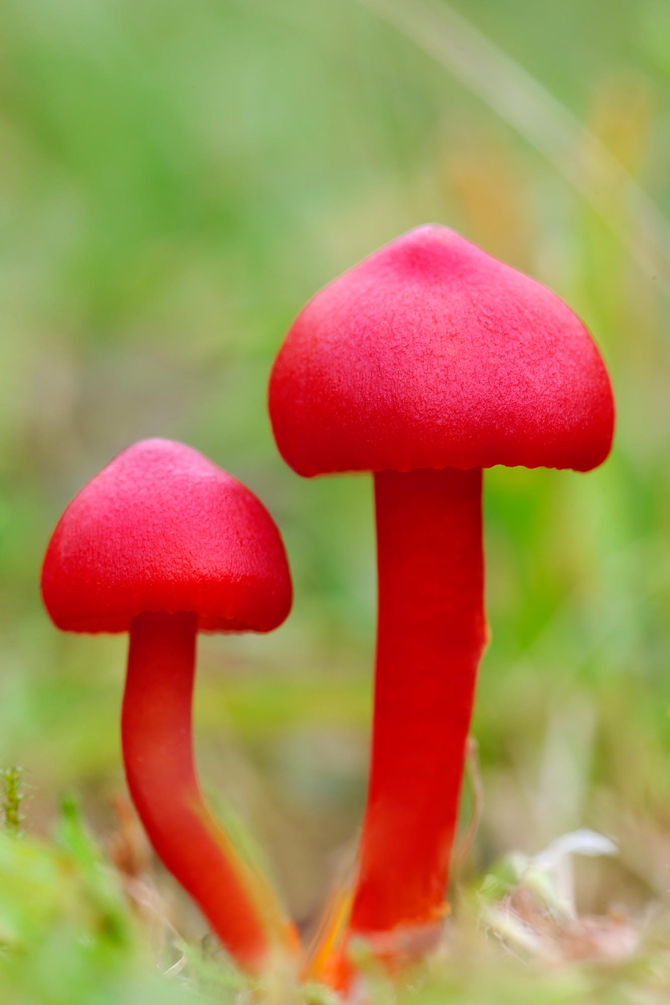 Scarlet wax cap fungi - L.Campbell - Aigas Field Centre