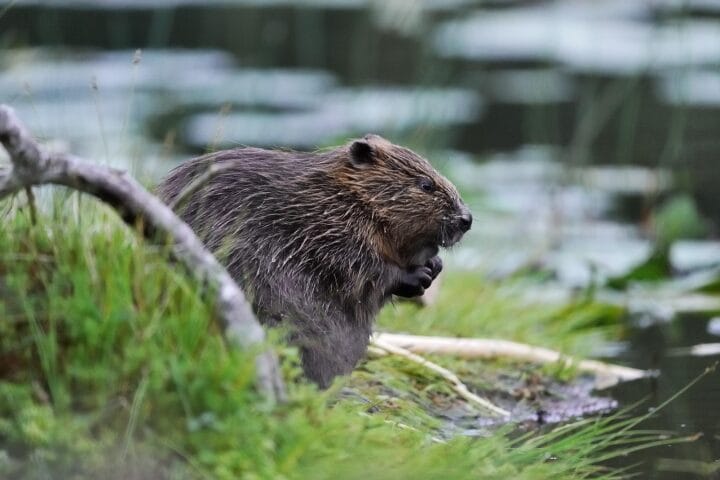 Eurasian beaver - L.Campbell - Aigas Field Centre