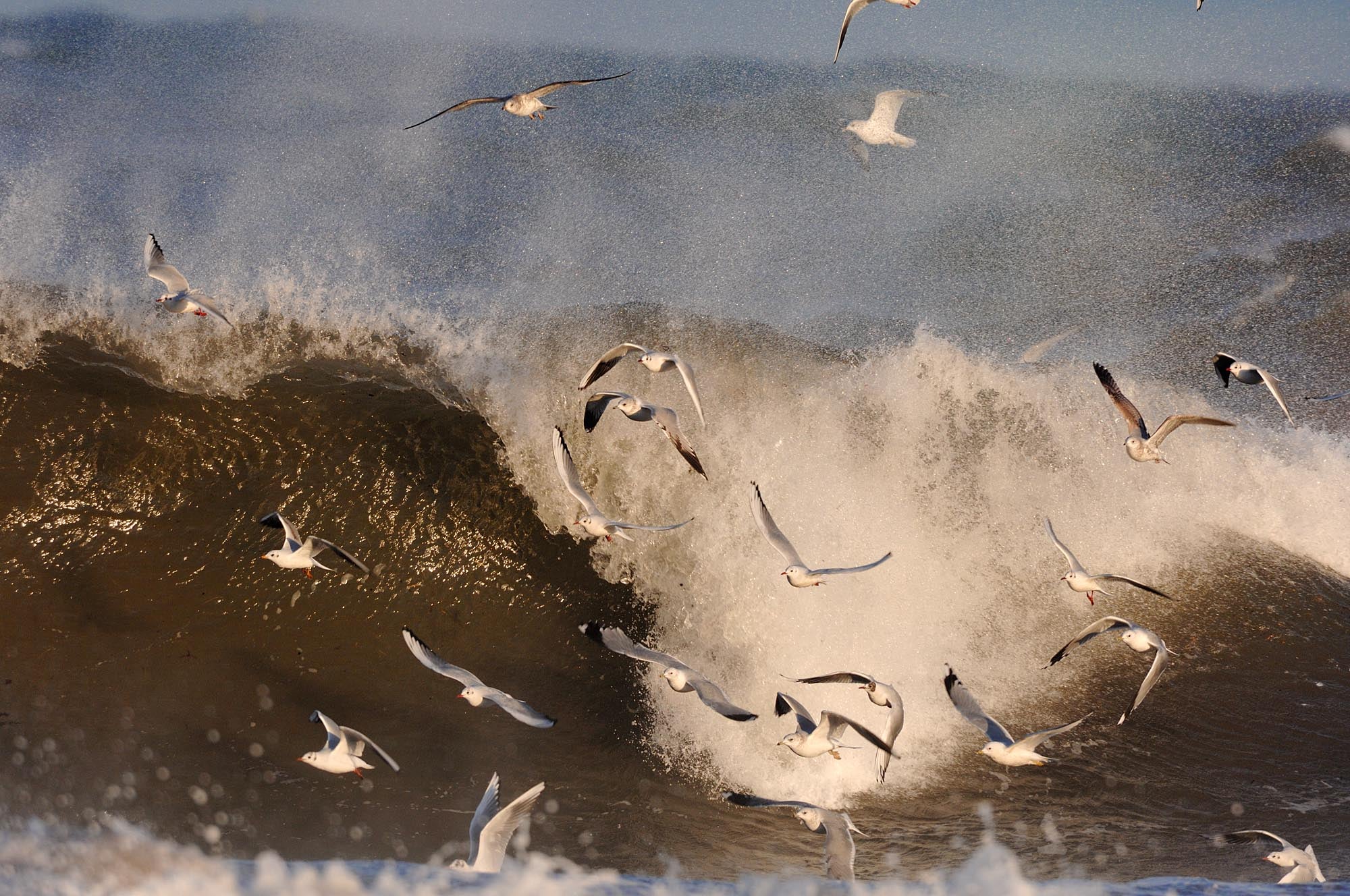 Gulls - L. Campbell - Aigas Field Centre