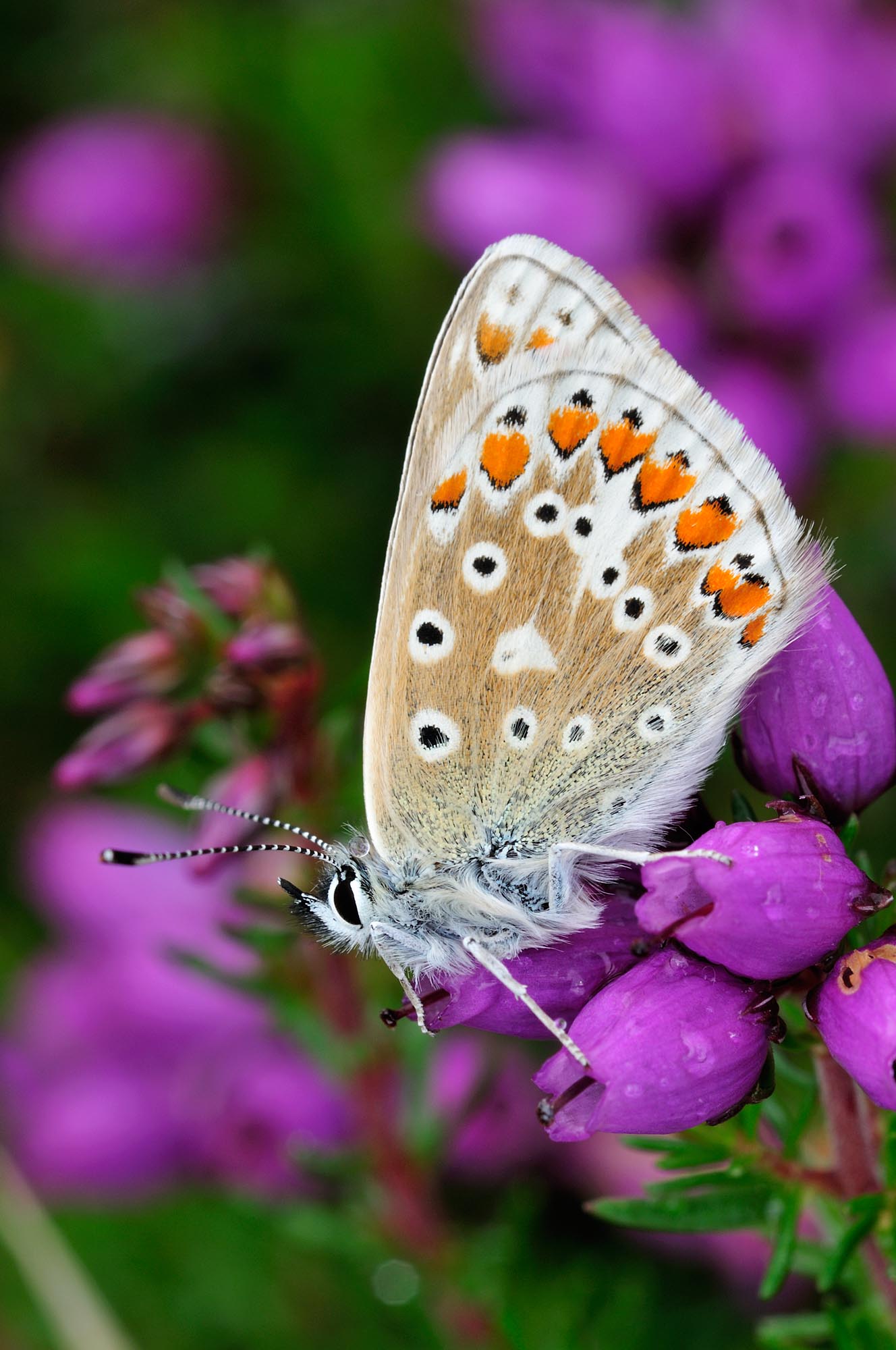 Common blue butterfly - L. Campbell - Aigas Field Centre