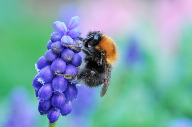 Tree bumblebee - L. Campbell - Aigas Field Centre