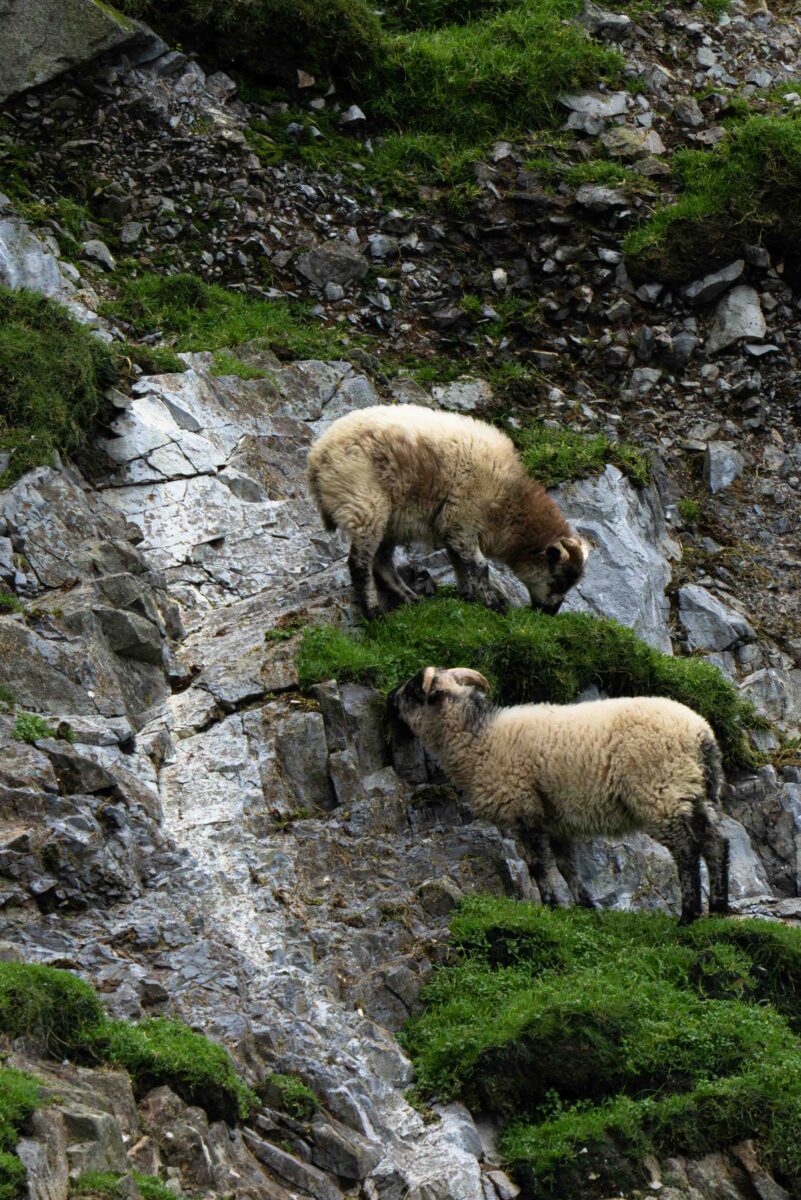 Sheep on the Rocks - Jacob New - Aigas Field Centre